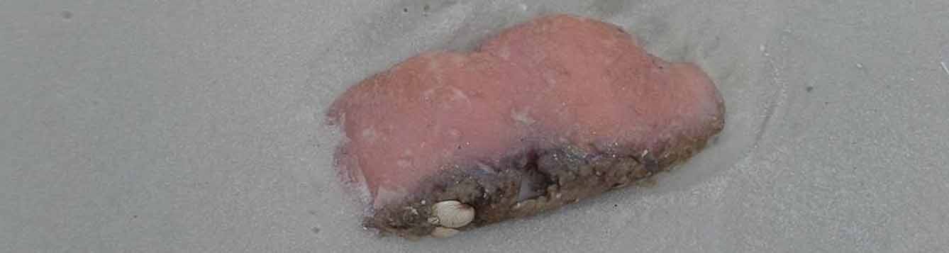 Weekly "What is it?": Sea Pork - UF/IFAS Extension Escambia County
