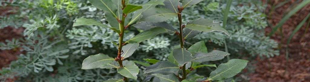 Pests & Disease Archives - UF/IFAS Extension Escambia County