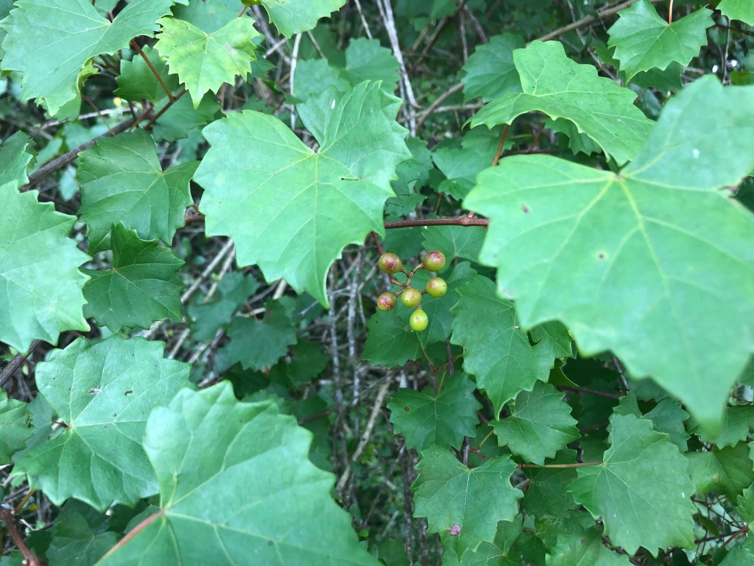 Weekly "What is it?": Muscadine - UF/IFAS Extension Escambia County