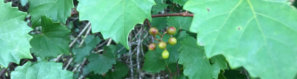 Weekly "What is it?": Muscadine - UF/IFAS Extension Escambia County