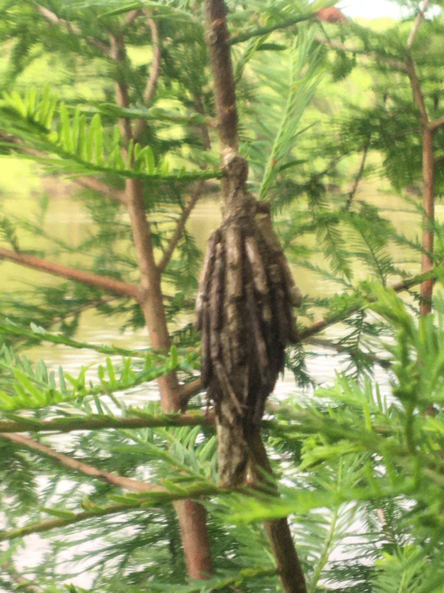 Weekly "What is it?": Bagworm - UF/IFAS Extension Escambia County