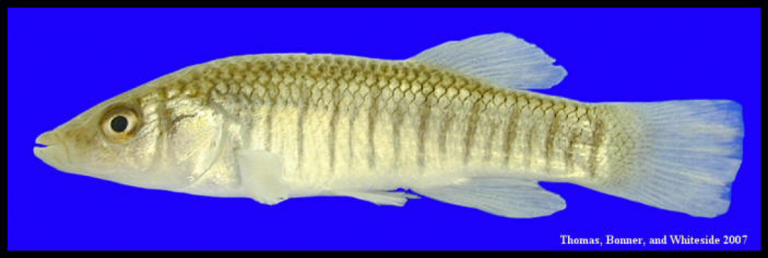 Killifish of the Florida Panhandle - UF/IFAS Extension Escambia County