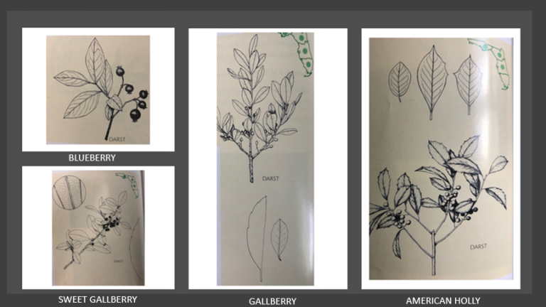 Weekly “What is it?”: Gallberry - UF/IFAS Extension Escambia County