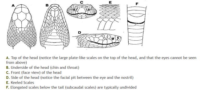 Weekly “What is it?”: Cottonmouth/Water Moccasin - UF/IFAS Extension ...