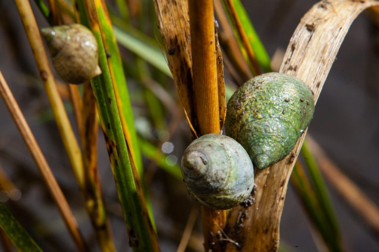 Weekly "What is it?": Marsh Periwinkle Snails - UF/IFAS Extension ...