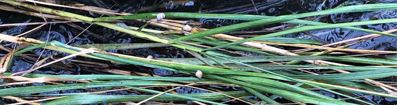 Weekly "What is it?": Marsh Periwinkle Snails - UF/IFAS Extension ...