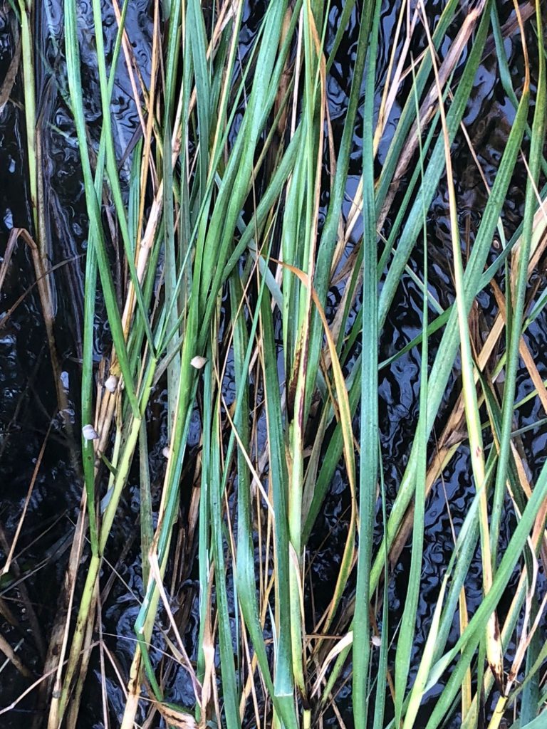Weekly "What is it?": Marsh Periwinkle Snails - UF/IFAS Extension ...