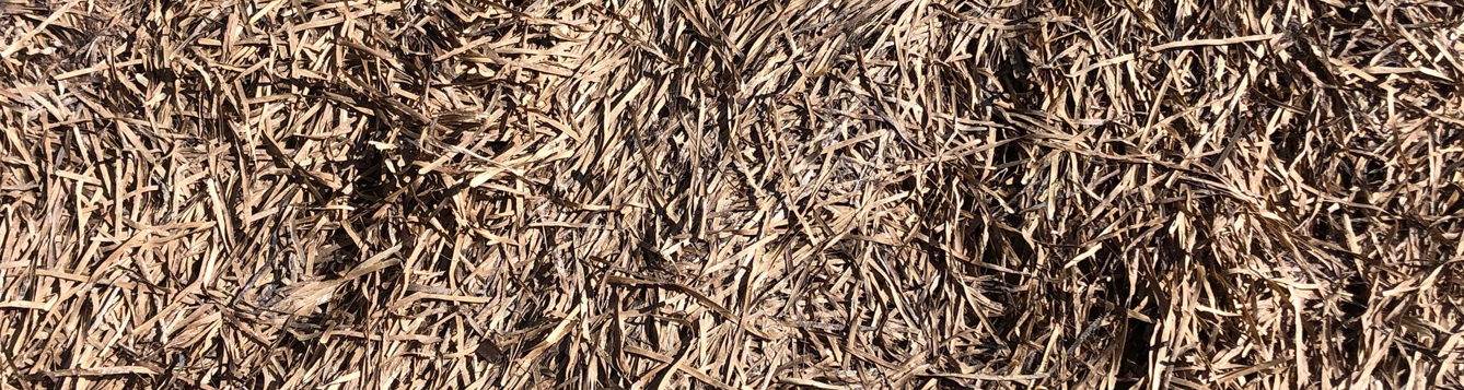 Weekly "What is it?": Wrack - UF/IFAS Extension Escambia County