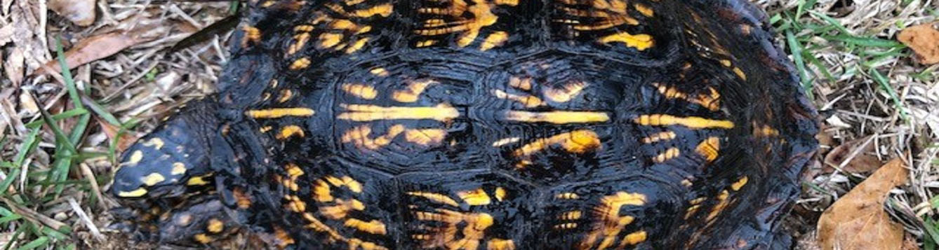 Weekly “What is it?”: Box Turtle - UF/IFAS Extension Escambia County