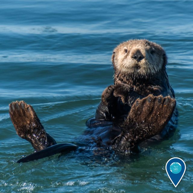 Youth Science Lessons - Marine Vertebrates - Lesson 4 Mammals - UF/IFAS ...