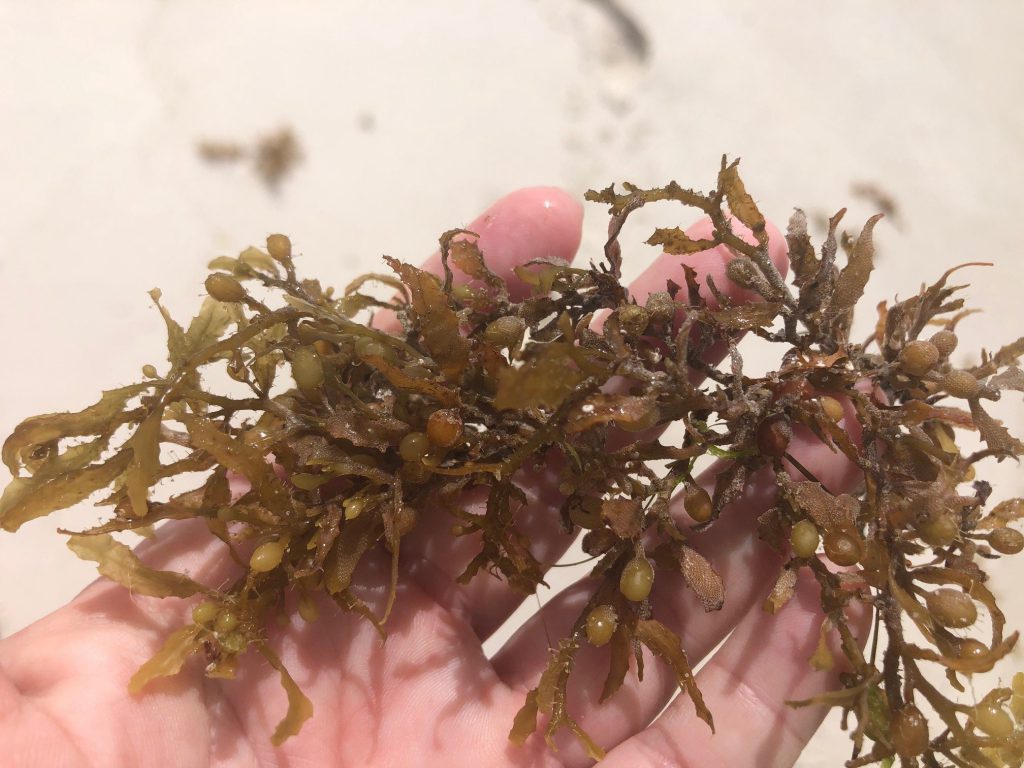 A Large Mass of Seaweed is Heading to Florida; Will It Impact the ...