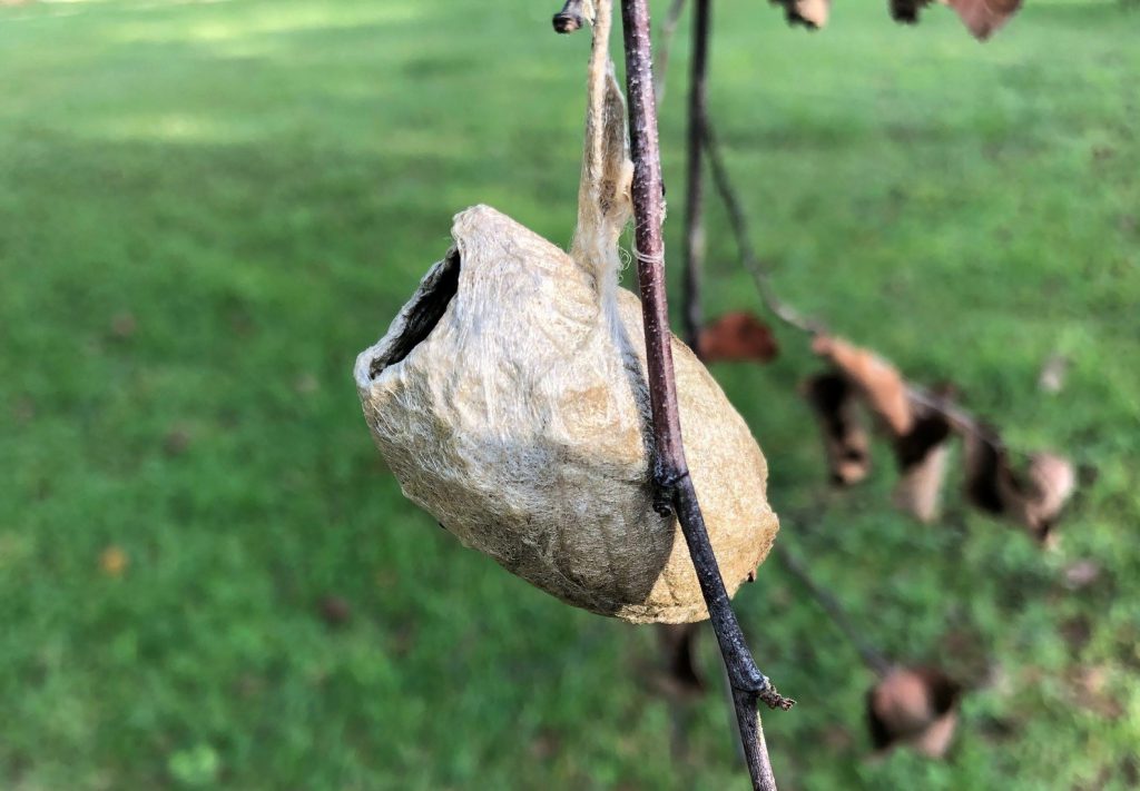 Weekly “What is it?”: Polyphemus Moth - UF/IFAS Extension Escambia County