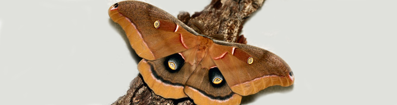 Weekly “What is it?”: Polyphemus Moth - UF/IFAS Extension Escambia County