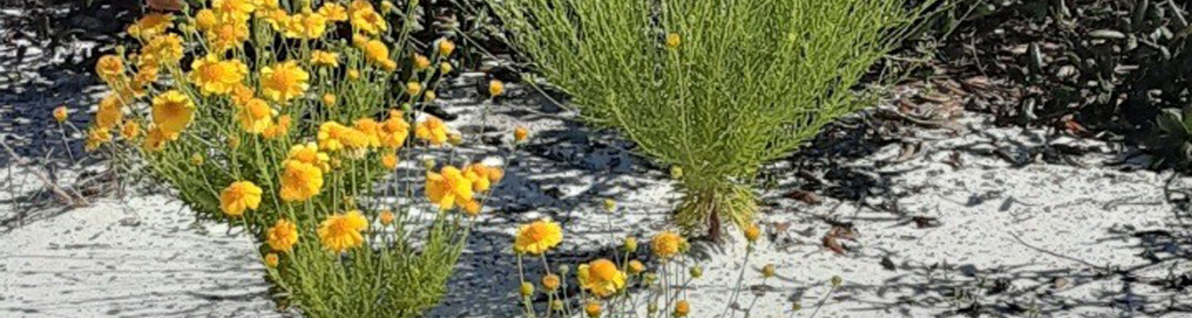 Weekly "What is it?": Coastal Plain Honeycombhead & Gulf Coast solitary ...