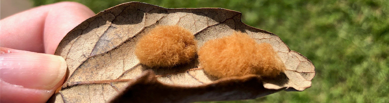 Weekly "What is it?": Woolly Oak Gall - UF/IFAS Extension Escambia County