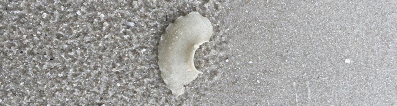 Weekly "What is it?": Moon snail sand collars - UF/IFAS Extension ...