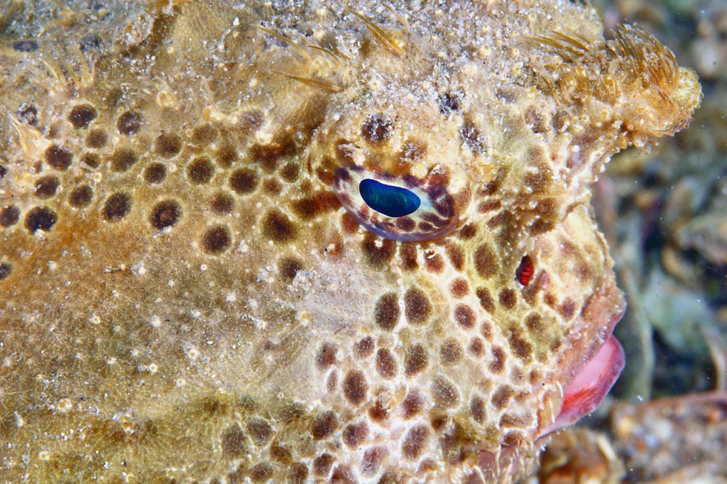 Weekly "What is it?": Batfish - UF/IFAS Extension Escambia County