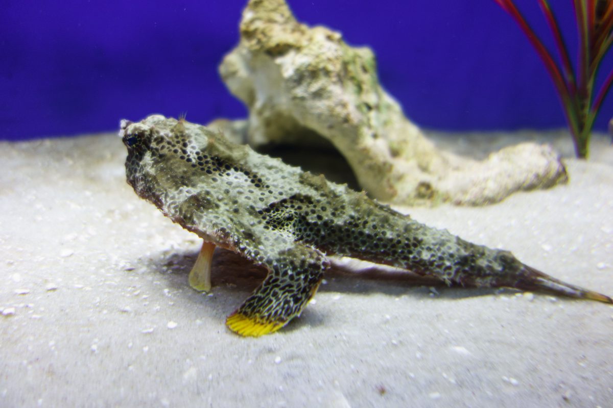 Weekly "What is it?": Batfish - UF/IFAS Extension Escambia County