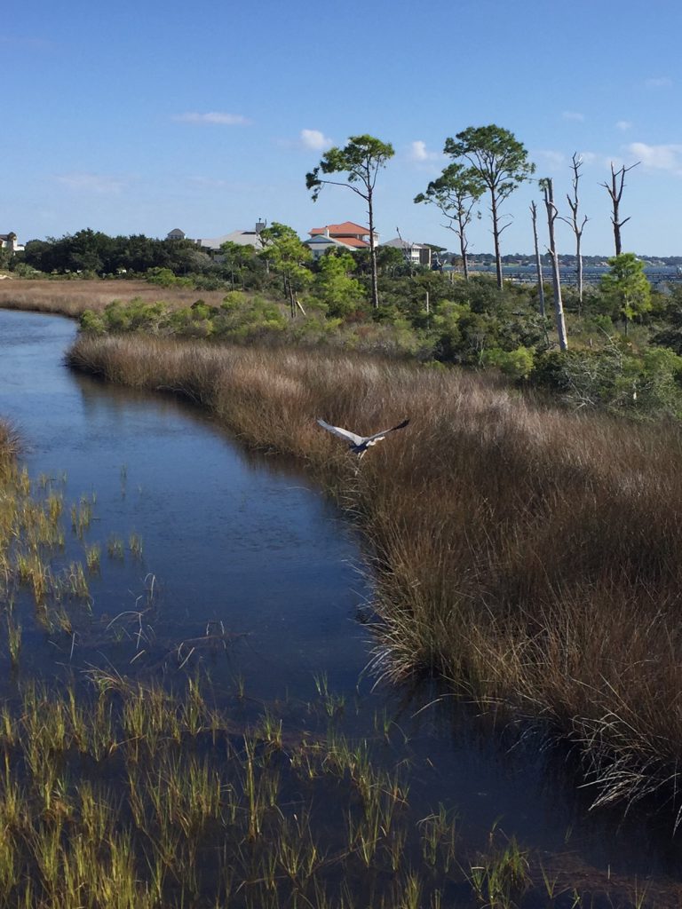 Weekly "What is it?": Living Shorelines - UF/IFAS Extension Escambia County