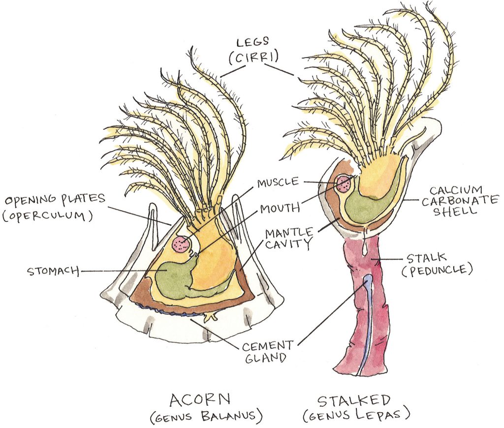 Weekly "What is it?": Goose barnacles - UF/IFAS Extension Escambia County