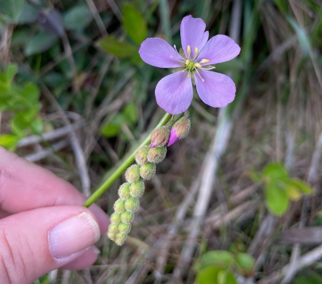 Weekly "What is it?": Threadleaf sundew - UF/IFAS Extension Escambia County