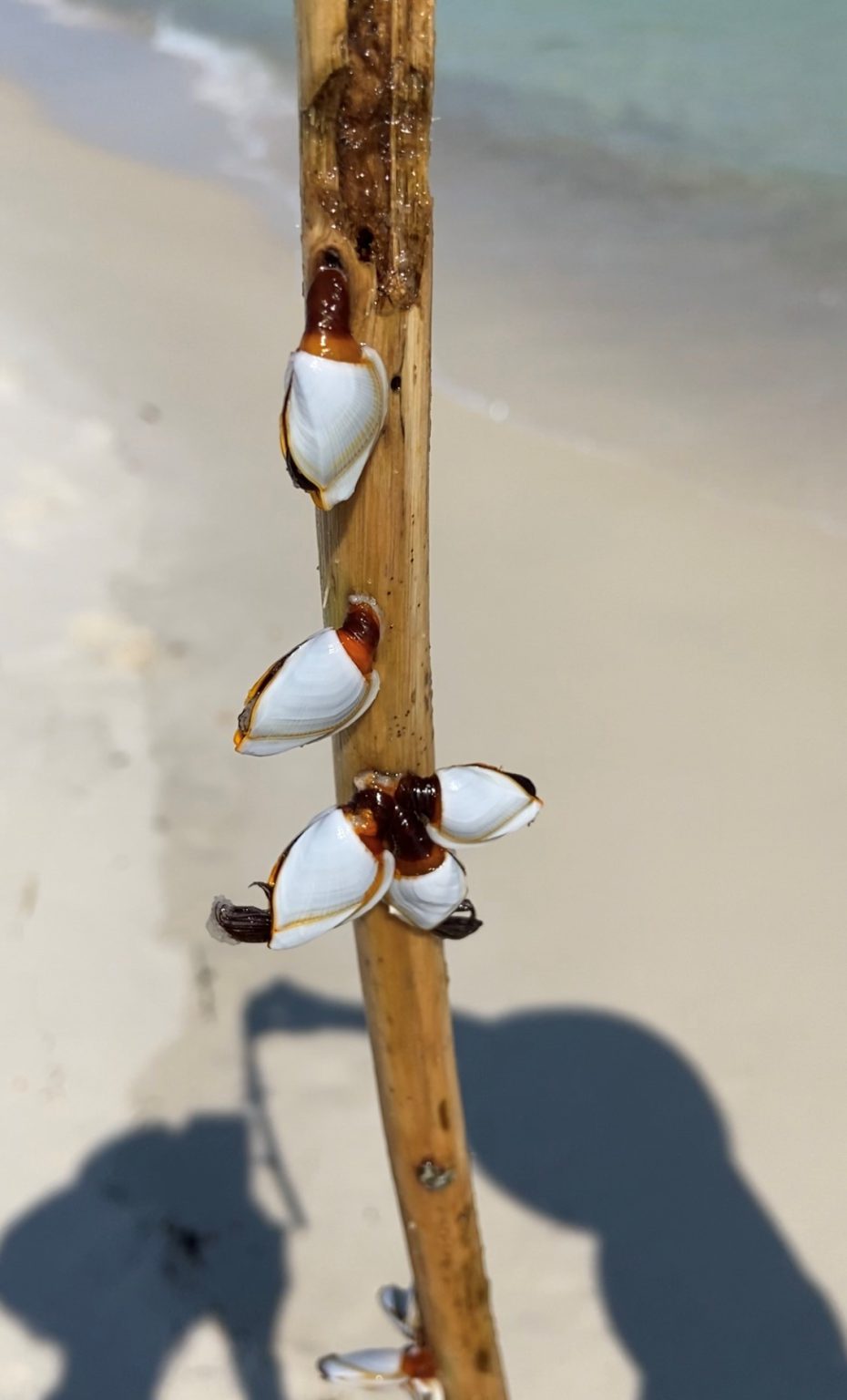 Weekly "What is it?": Goose barnacles - UF/IFAS Extension Escambia County
