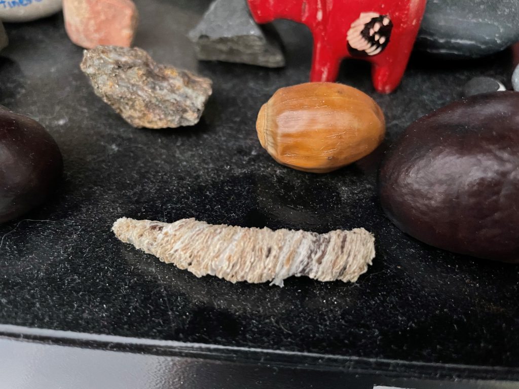 Weekly "What is it?": Decorator/Plumed worms - UF/IFAS Extension ...