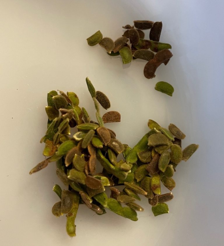 Weekly "What is it?": Creeping Beggarweed - UF/IFAS Extension Escambia ...