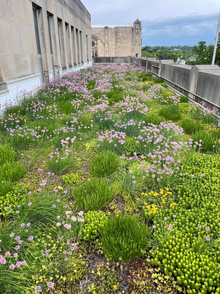 Weekly "What is it?": Green roofs - UF/IFAS Extension Escambia County