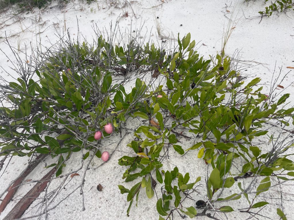 Weekly "What is it?": Gopher apple - UF/IFAS Extension Escambia County