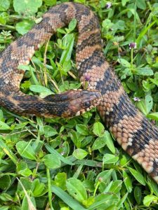 2025 Snake Watch First Quarter Report - UF/IFAS Extension Escambia County