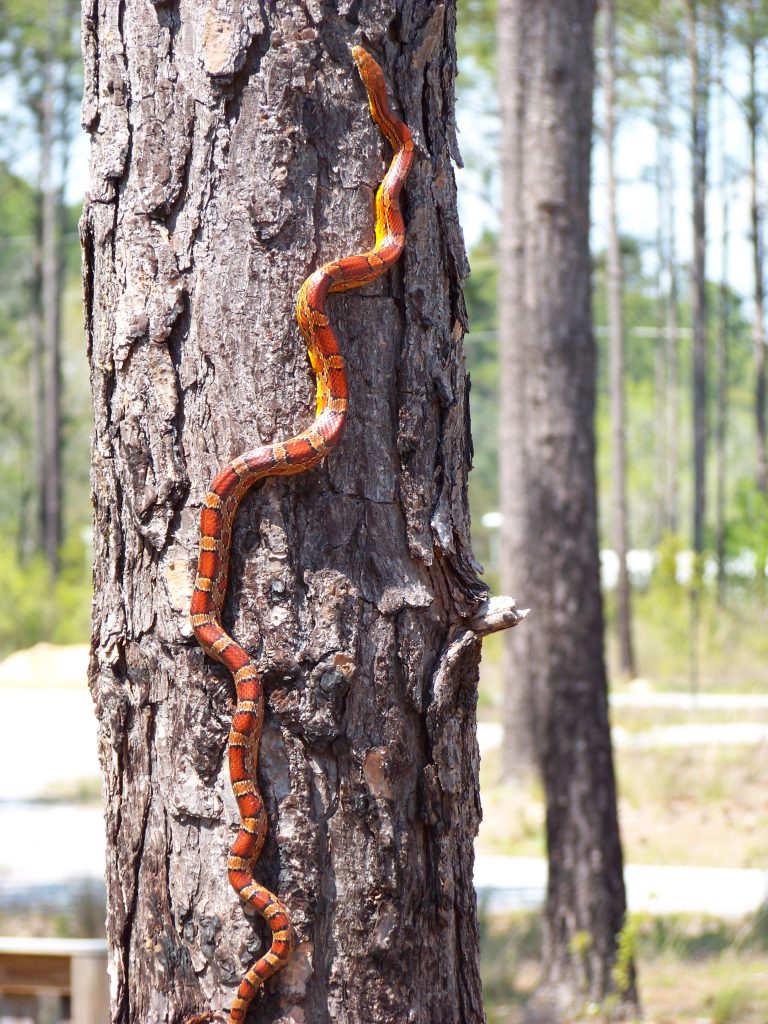 2023 Pensacola Bay Snake Watch Annual Report - UF/IFAS Extension ...