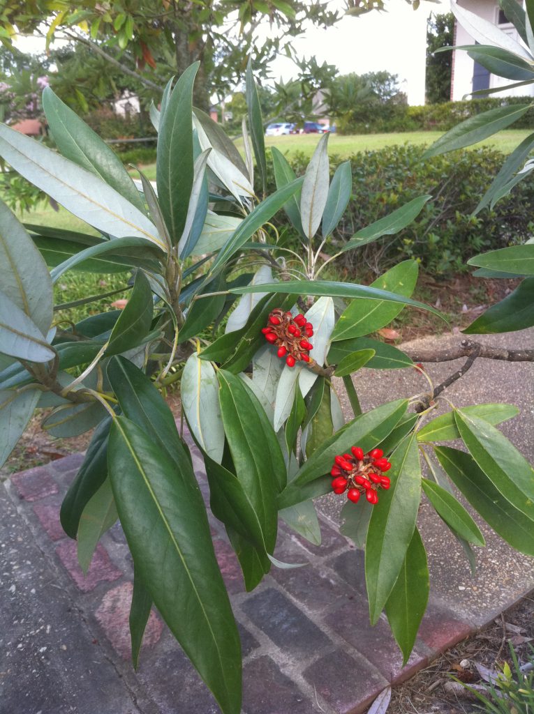 Weekly "What is it?": Magnolia - UF/IFAS Extension Escambia County