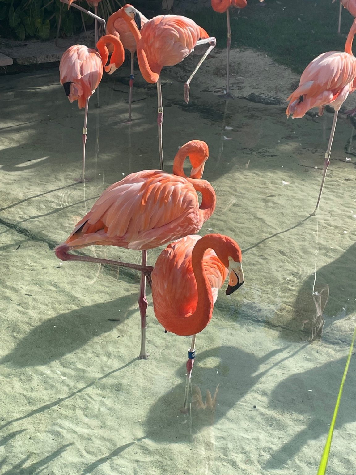 Weekly "What is it?": Flamingos - UF/IFAS Extension Escambia County