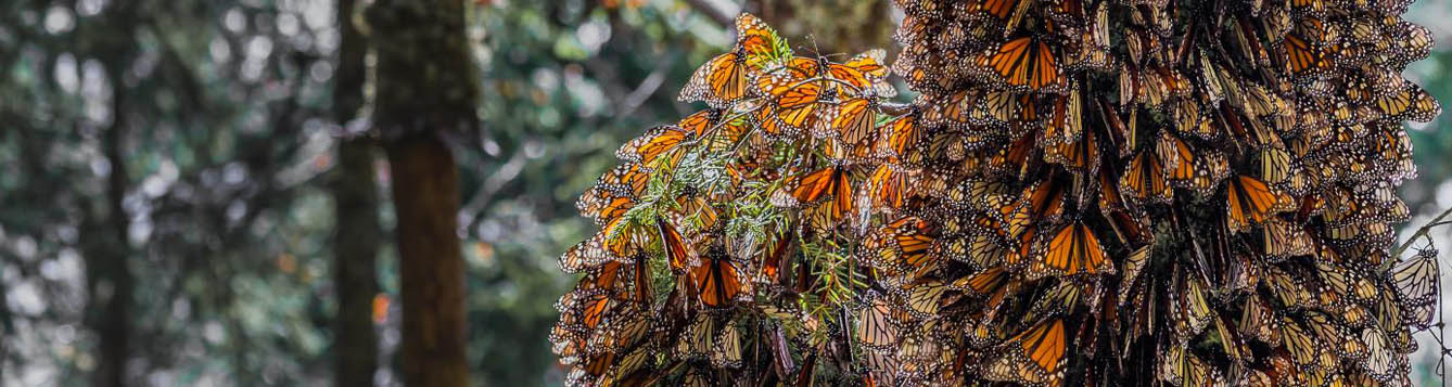 Weekly "What is it?": Monarch Migration - UF/IFAS Extension Escambia County