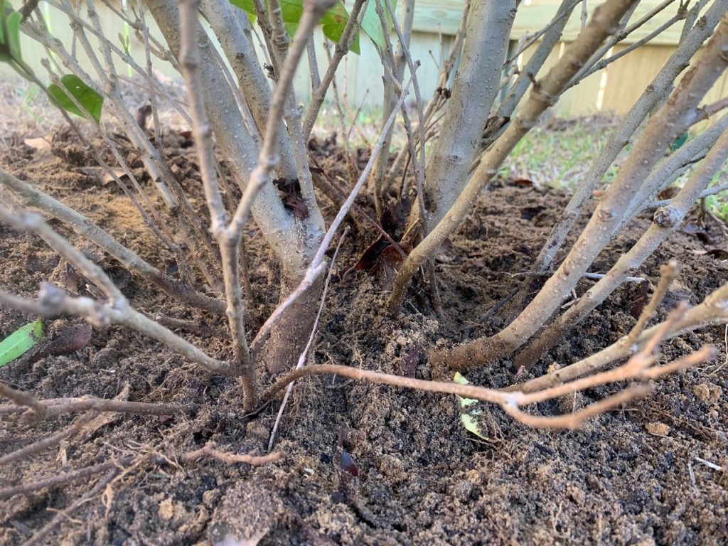 Planting Problems Continue in Home Landscapes - UF/IFAS Extension ...