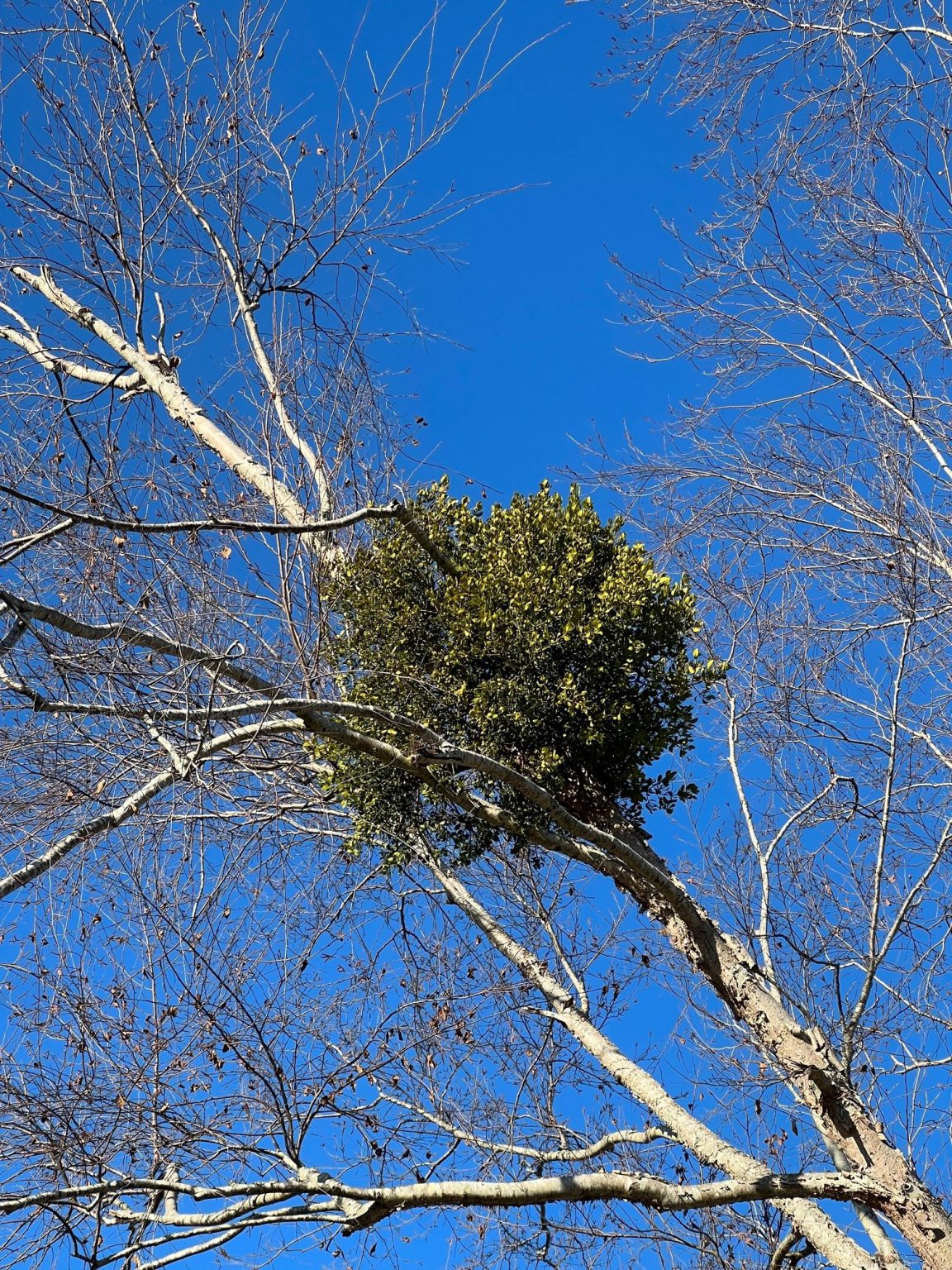 Weekly "What is it?": Mistletoe - UF/IFAS Extension Escambia County