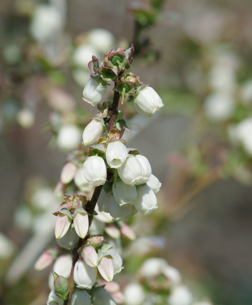 Weekly "What is it?": Blueberry bee - UF/IFAS Extension Escambia County