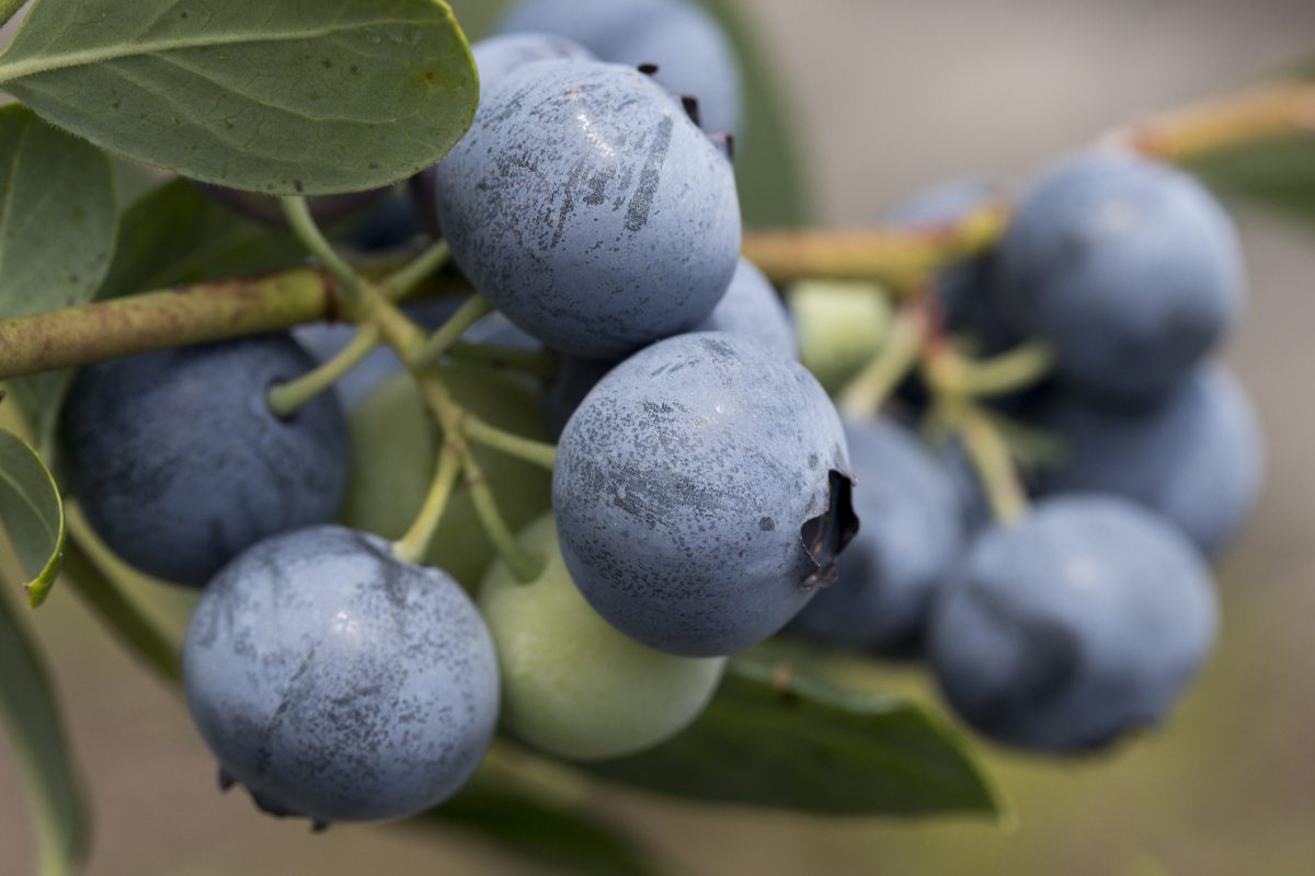Weekly "What is it?": Blueberry bee - UF/IFAS Extension Escambia County