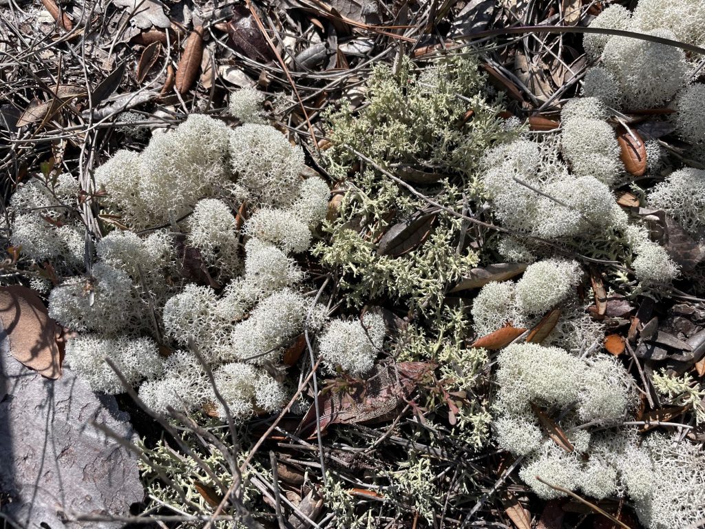 Weekly "What is it?": Deer Moss - UF/IFAS Extension Escambia County
