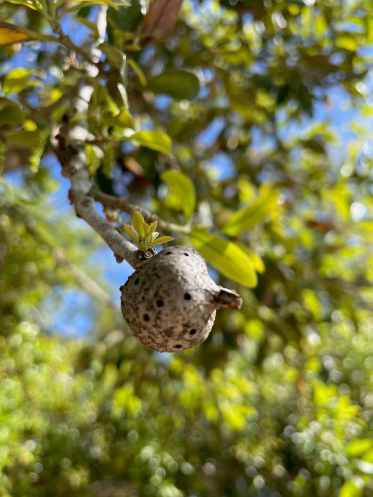 Weekly "What is it?": Insect galls - UF/IFAS Extension Escambia County