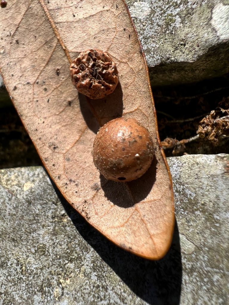 Weekly "What is it?": Insect galls - UF/IFAS Extension Escambia County