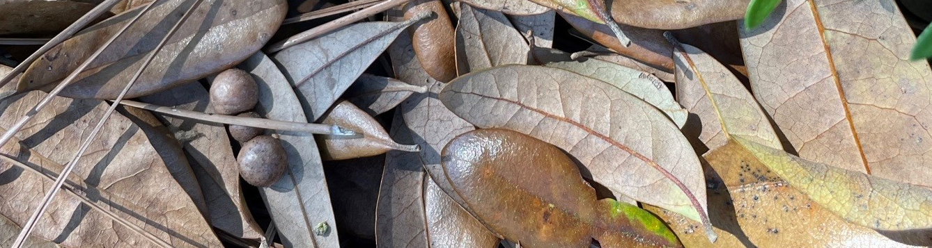 Weekly "What is it?": Insect galls - UF/IFAS Extension Escambia County
