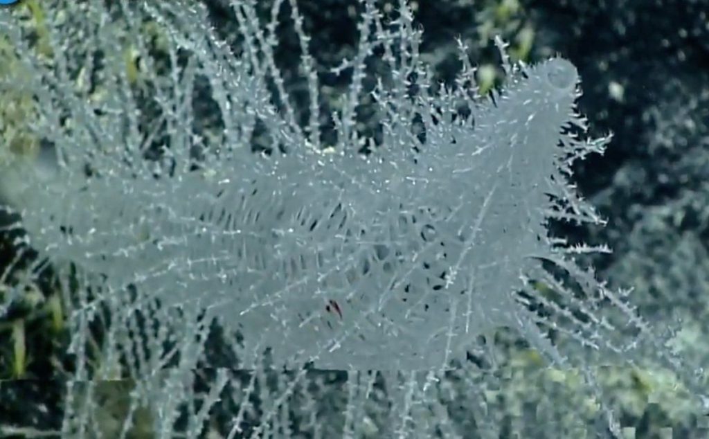 A Sea of Grass; Part 3 – The Sponges - UF/IFAS Extension Escambia County