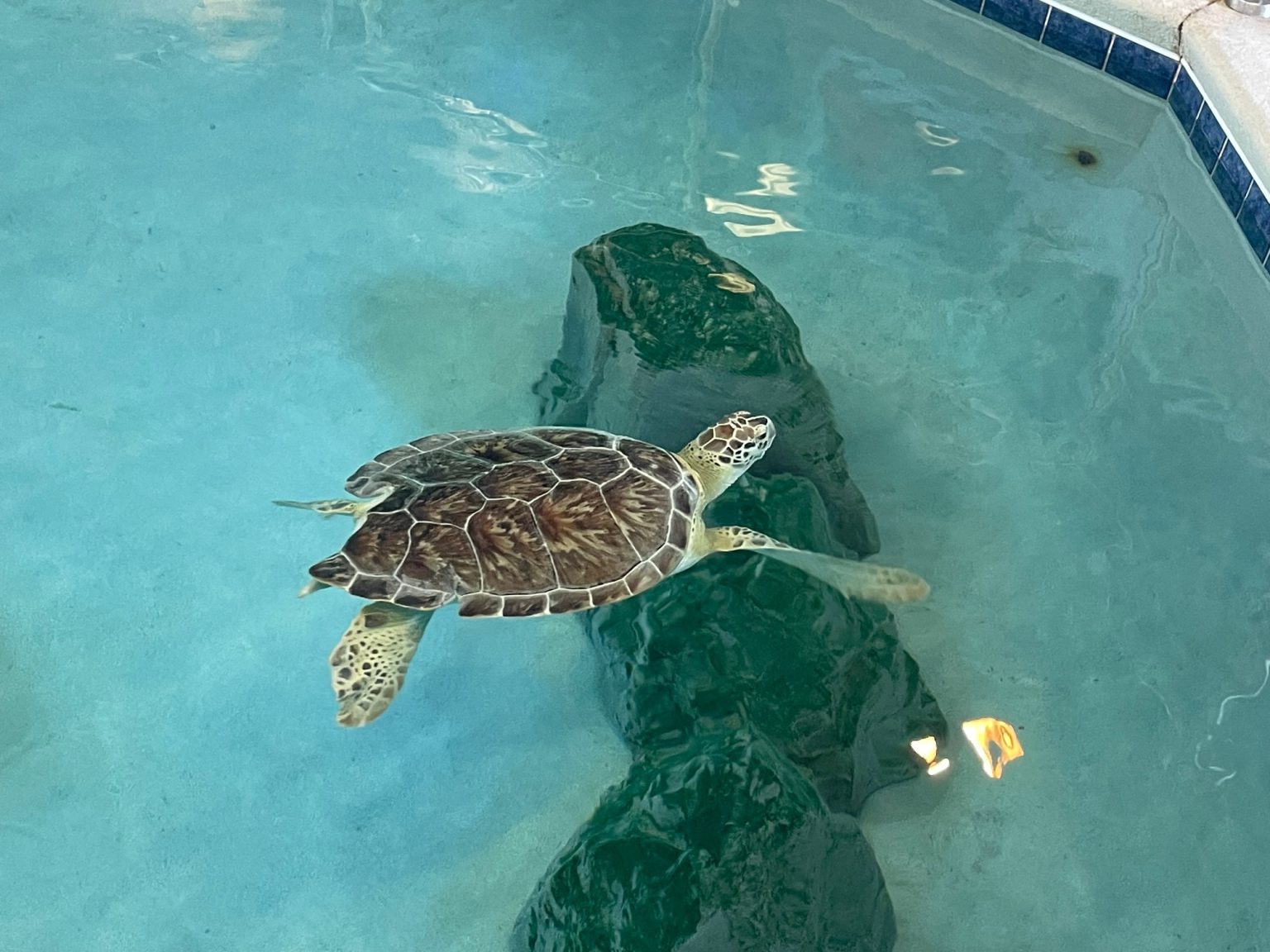 Weekly "What is it?": Navarre Beach Sea Turtle Conservation Center - UF ...