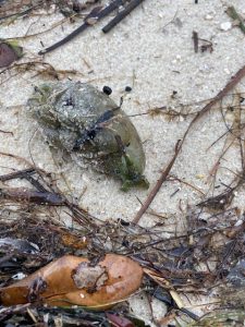 Marine Creatures of the Northern Gulf – Snails and Slugs - UF/IFAS ...