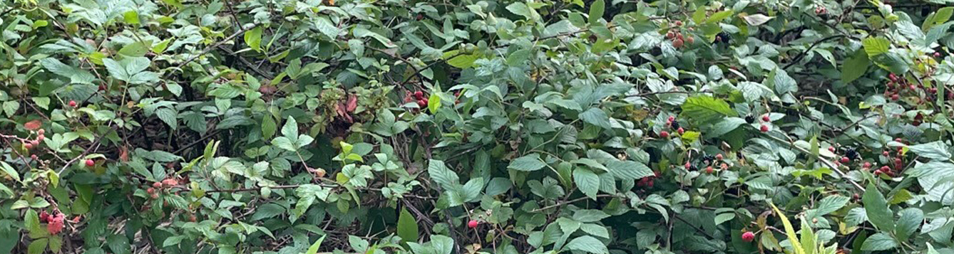 Weekly "What is it?": Blackberries - UF/IFAS Extension Escambia County
