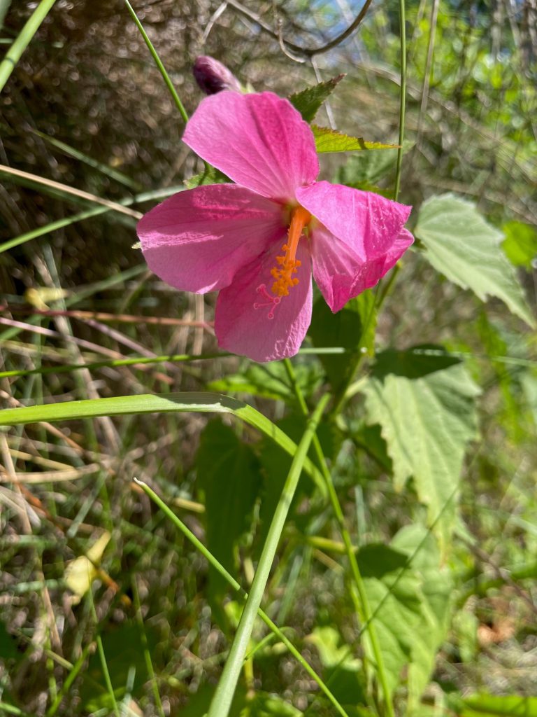 Weekly "What is it?": Marsh mallow - UF/IFAS Extension Escambia County
