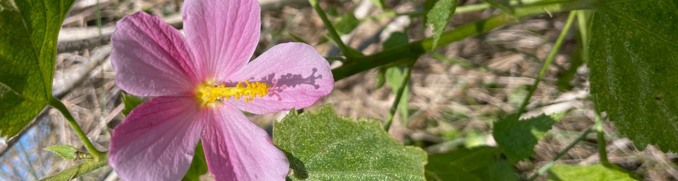 Weekly "What is it?": Marsh mallow - UF/IFAS Extension Escambia County