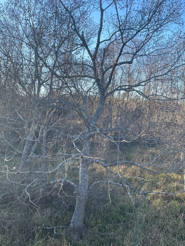 Weekly "What is it?": Popcorn trees - UF/IFAS Extension Escambia County